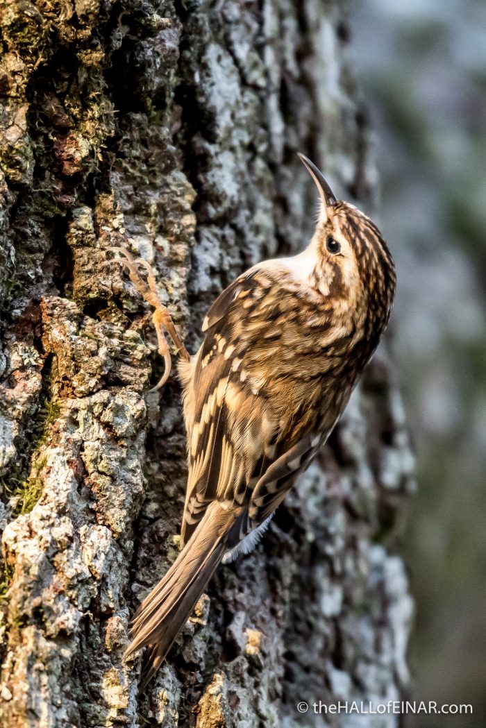 Treecreeper – David at the HALL of EINAR