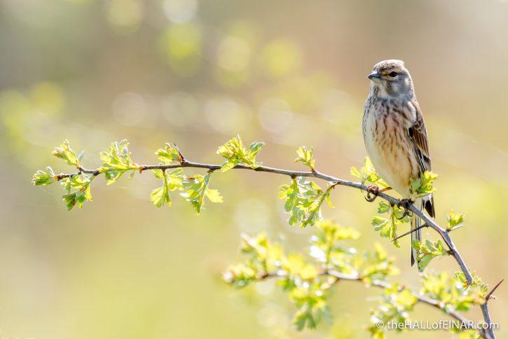 Linnet on the lookout – David at the HALL of EINAR