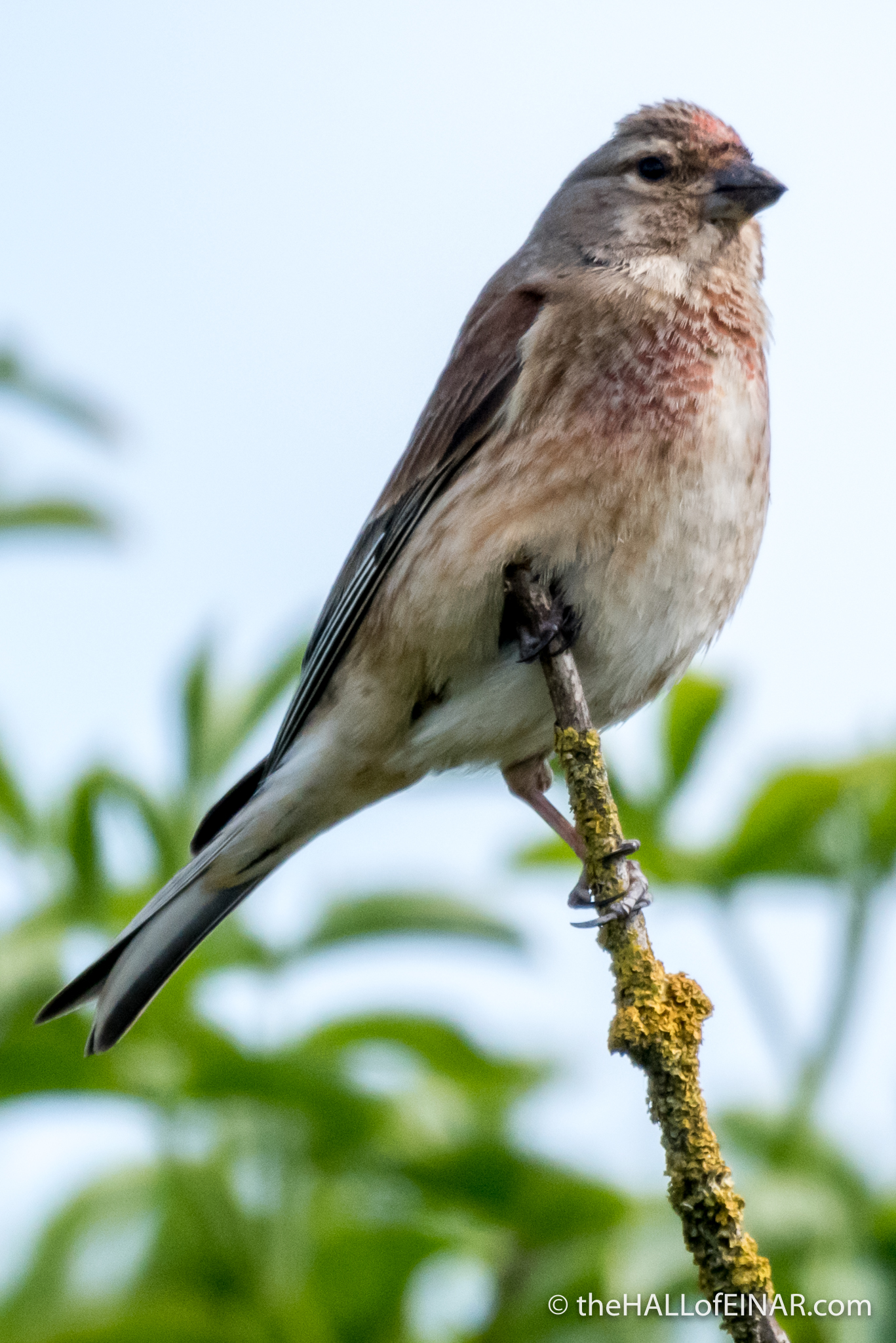 Linnets – David at the HALL of EINAR