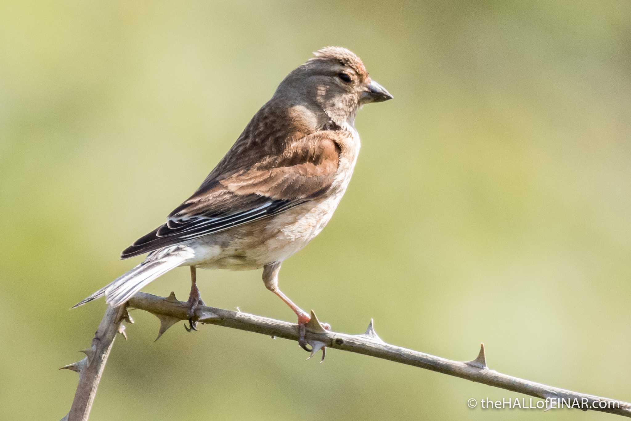 Linnets – David at the HALL of EINAR