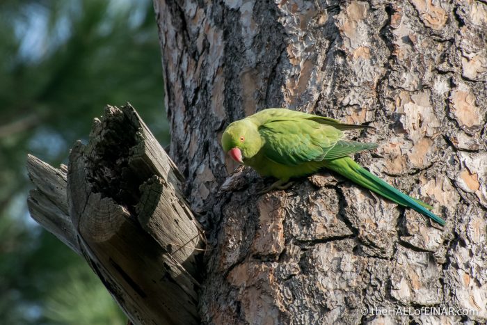 Rome’s Rose-Ringed Parakeets – David at the HALL of EINAR