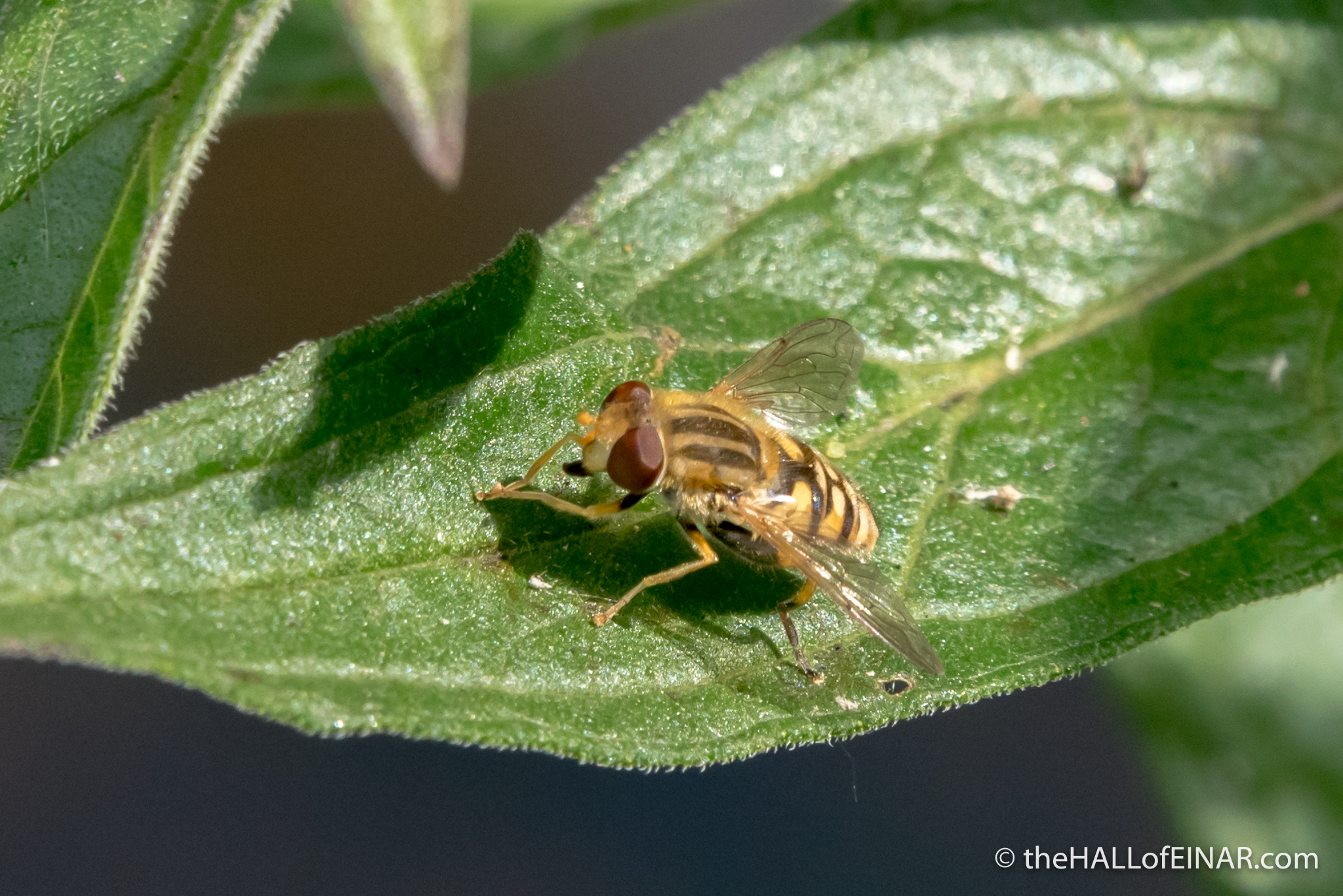 Time flies like Hoverflies – David at the HALL of EINAR