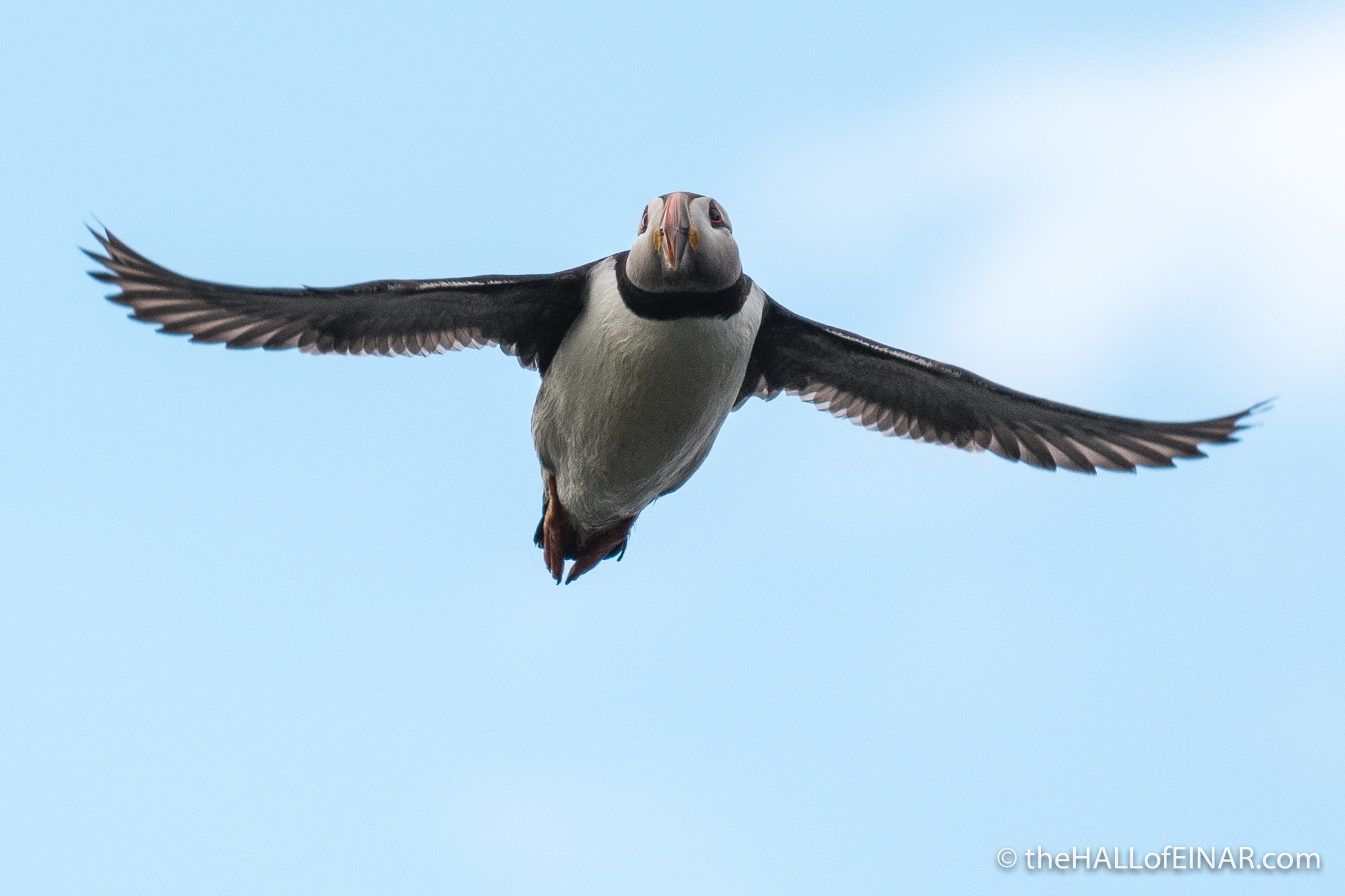 Flying Puffins – David at the HALL of EINAR