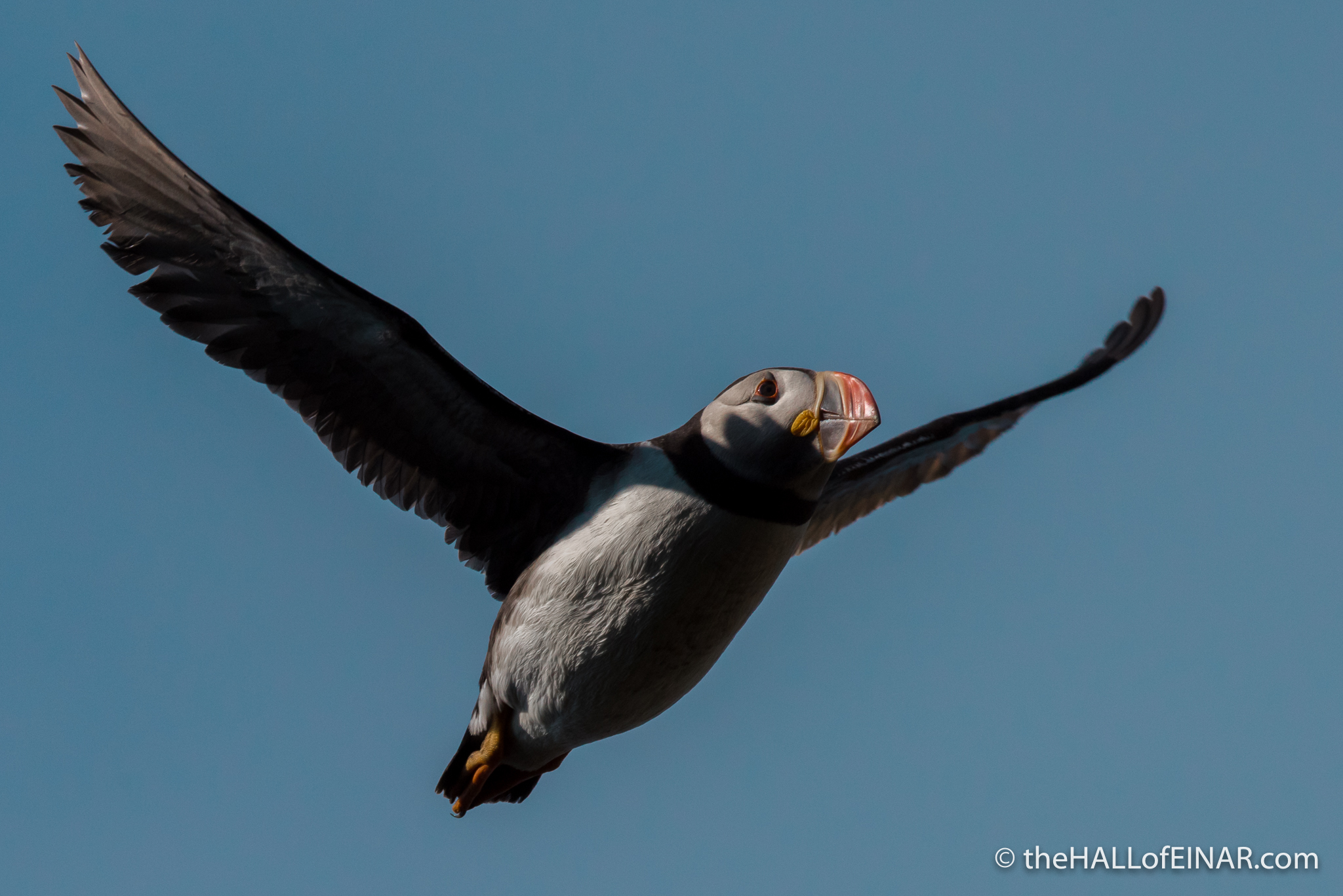 Technical Puffins – David at the HALL of EINAR
