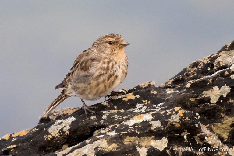 Twite – David at the HALL of EINAR