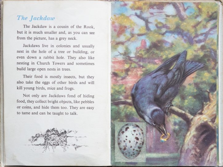 The Second Ladybird Book of British Birds #5 – The Jackdaw – David at ...
