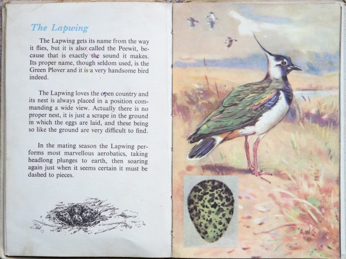The Second Ladybird book of British Birds #8 – The Lapwing – David at ...