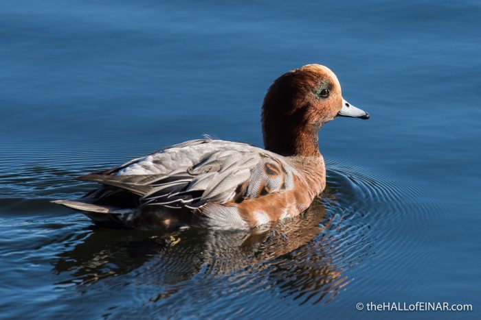 A partial eclipse of the Wigeon – David at the HALL of EINAR