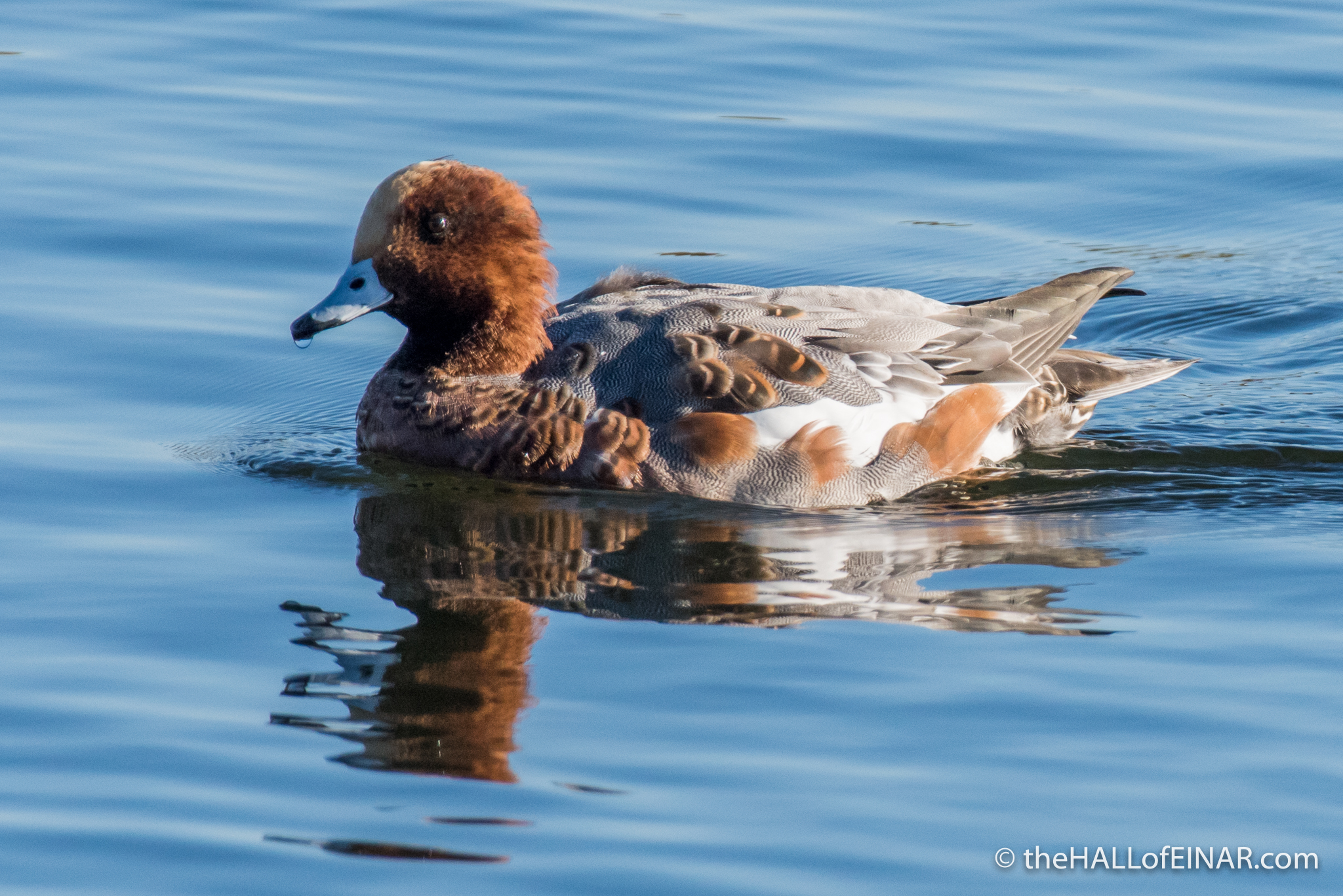 A partial eclipse of the Wigeon – David at the HALL of EINAR
