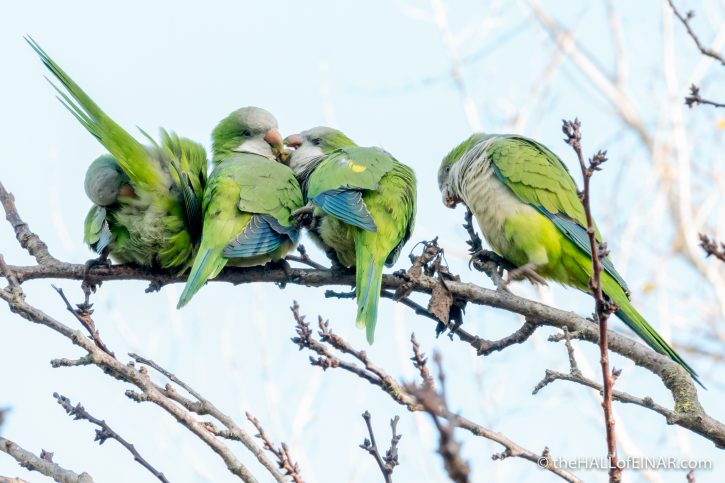 The Monks of Rome – David at the HALL of EINAR