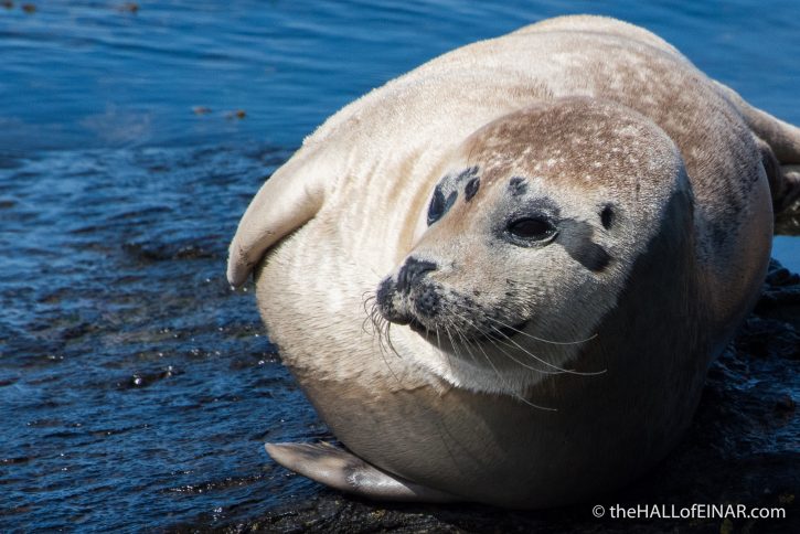 Common Seal in the 1970s – David at the HALL of EINAR