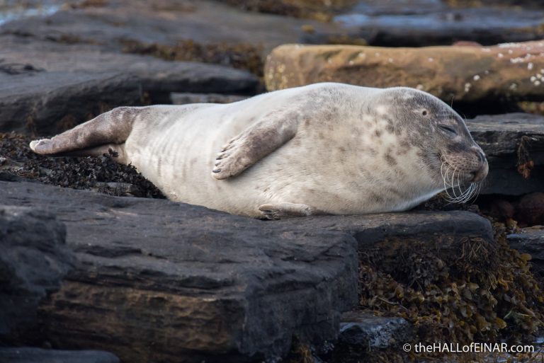 Common Seal in the 1970s – David at the HALL of EINAR