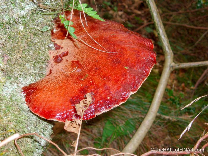 There’s a steak growing on a tree – David at the HALL of EINAR