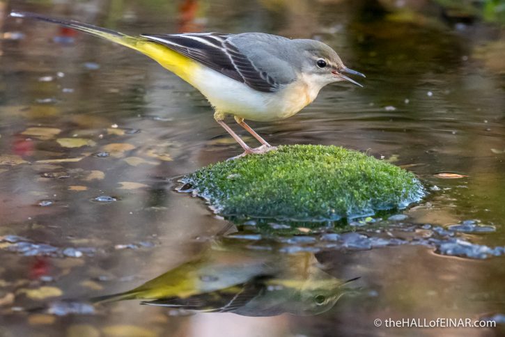Why do Wagtails wag their tails? – David at the HALL of EINAR