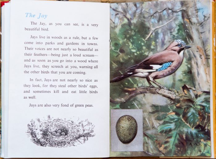 The First Ladybird Book of British Birds – #8 The Jay – David at the ...