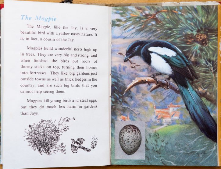 The First Ladybird Book of British Birds – #9 The Magpie – David at the ...