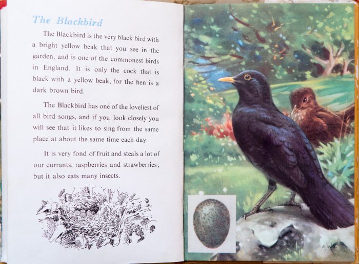 The First Ladybird Book of British Birds – #10 The Blackbird – David at ...