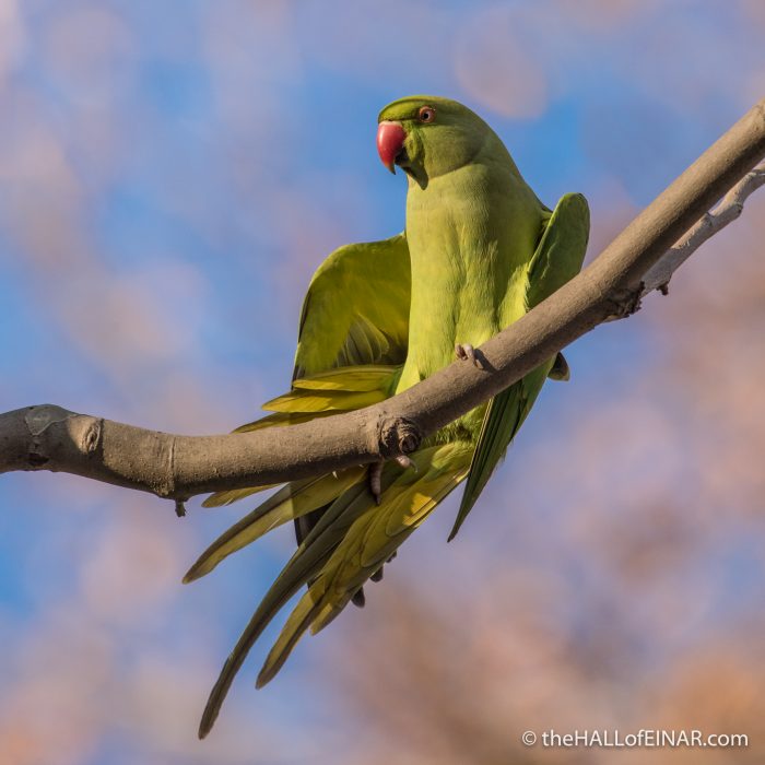 The Rose Ringed Parakeets of Rome – David at the HALL of EINAR