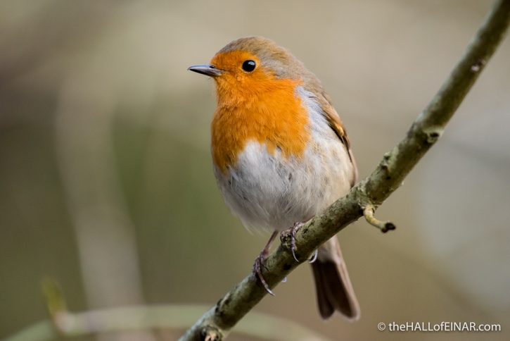 Robin Orange-Breast – David at the HALL of EINAR