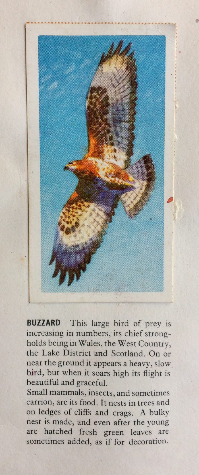 Buzzards and Tunnicliffe’s Brooke Bond Bird Portraits – David at the ...
