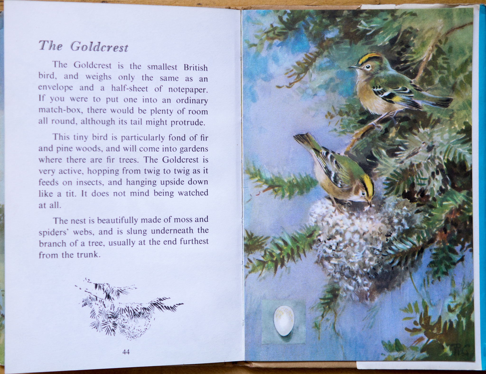 Goldcrest – Ladybird Book of British Birds – David at the HALL of EINAR