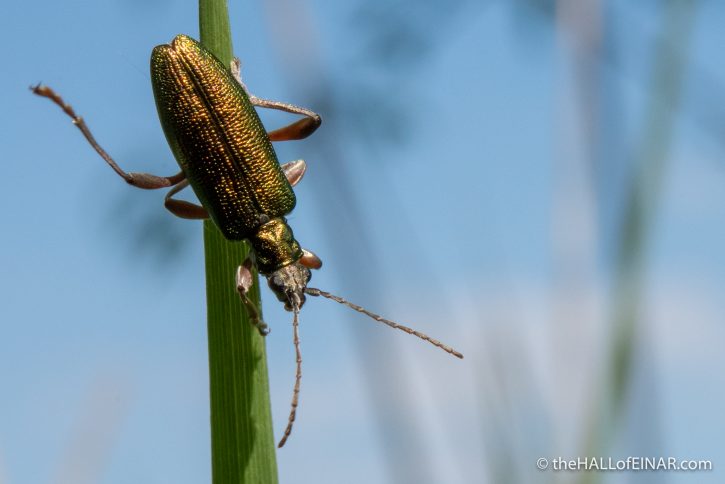 Reed Beetle on the reeds – David at the HALL of EINAR