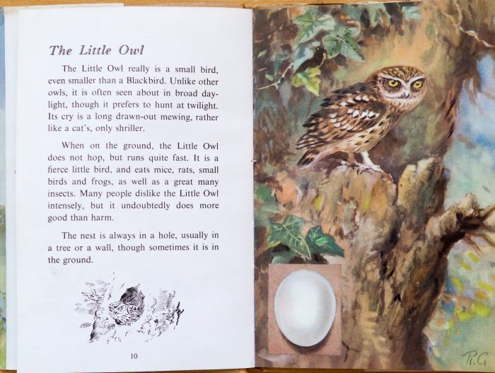 Little Owl – Ladybird Book of British Birds – David at the HALL of EINAR