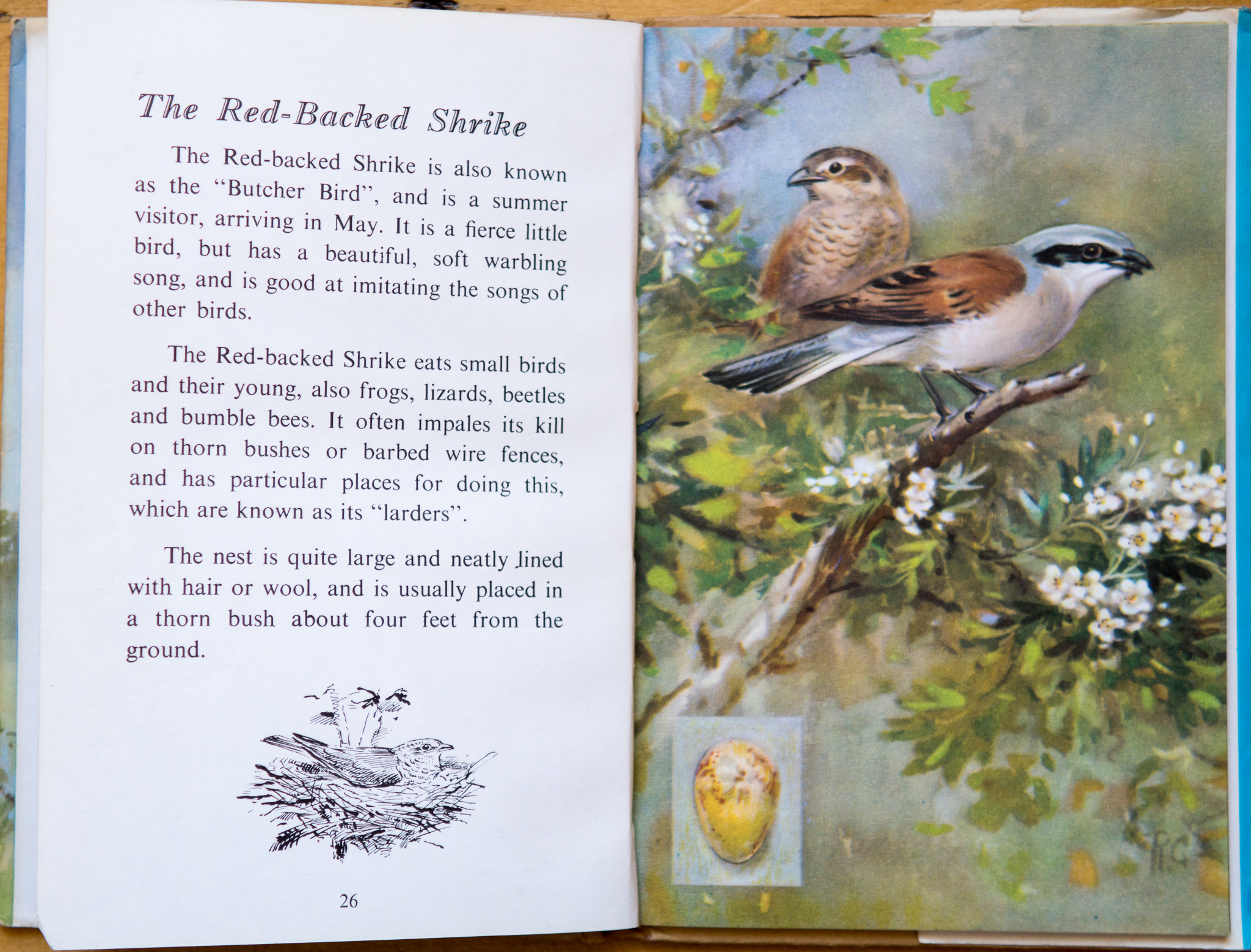 Red Backed Shrike – Ladybird Book of British Birds – David at the HALL ...