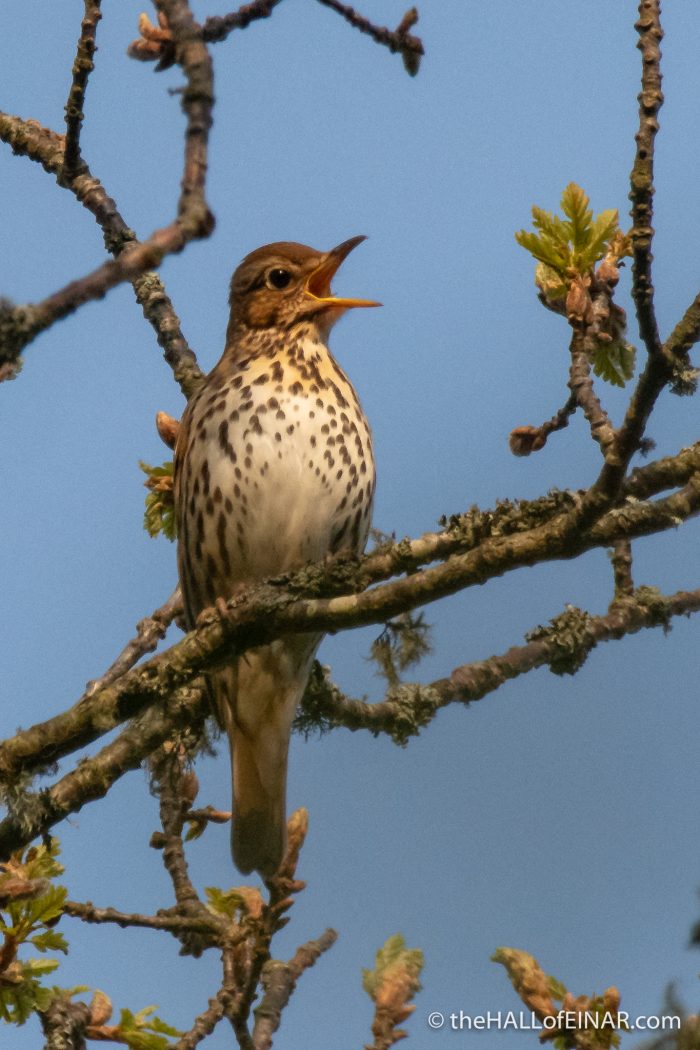 The Darkling Thrush – David at the HALL of EINAR