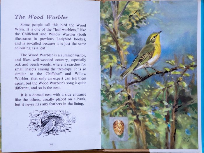 Wood Warbler – Ladybird Book of British Birds – David at the HALL of EINAR