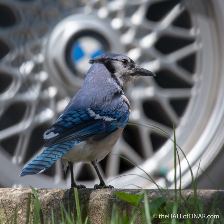 Screaming Blue Jays – David at the HALL of EINAR