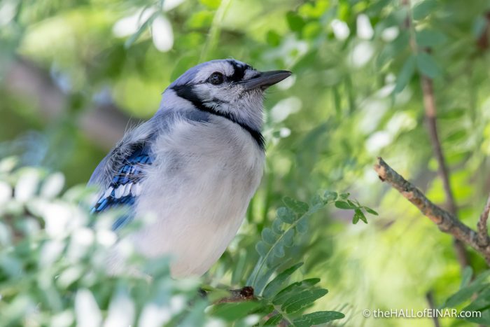 Screaming Blue Jays – David at the HALL of EINAR