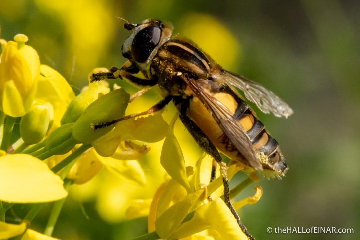 Citizen science and the Marsh Tigers of Somerset – David at the HALL of ...