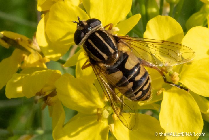 Citizen science and the Marsh Tigers of Somerset – David at the HALL of ...
