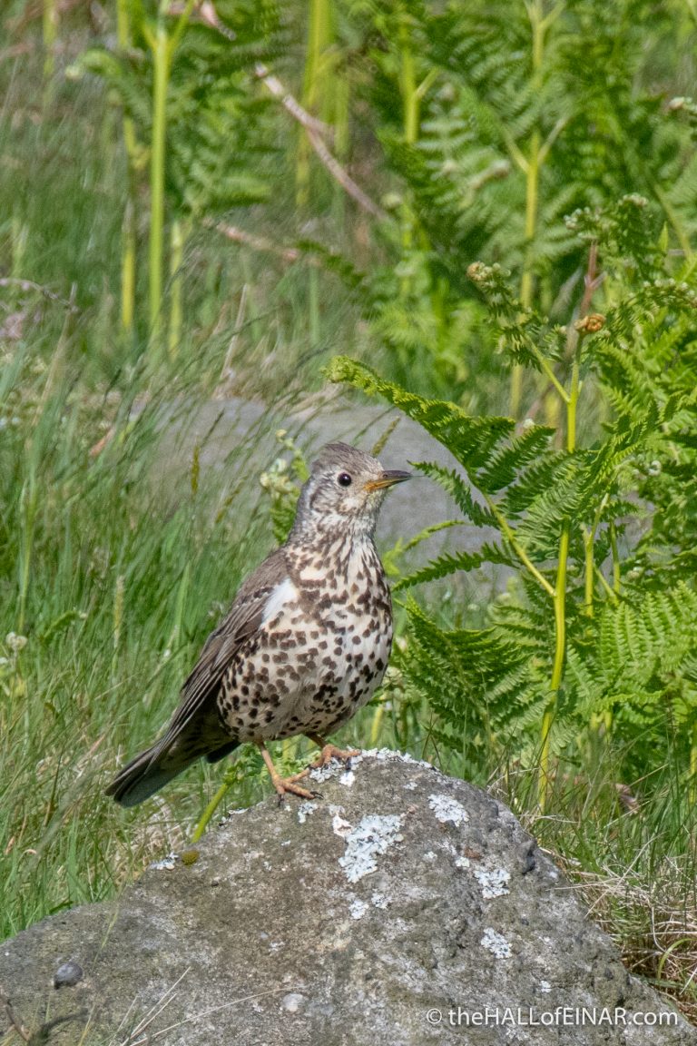 Signs of life at Dove Stone Reservoir – David at the HALL of EINAR