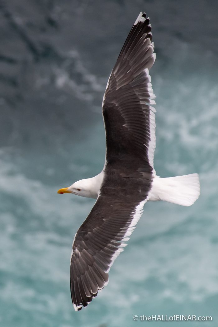 Great Black Backed Gull – David at the HALL of EINAR