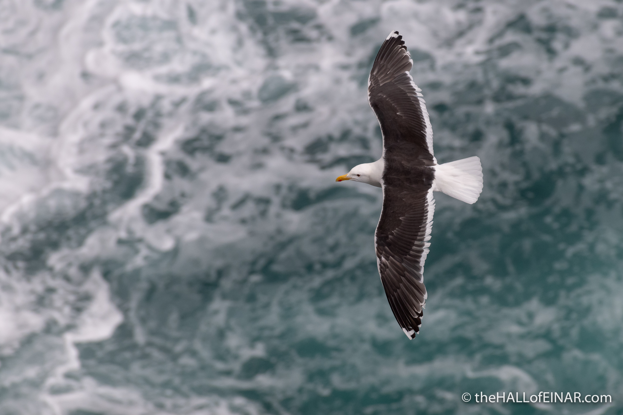 Great Black Backed Gull – David at the HALL of EINAR