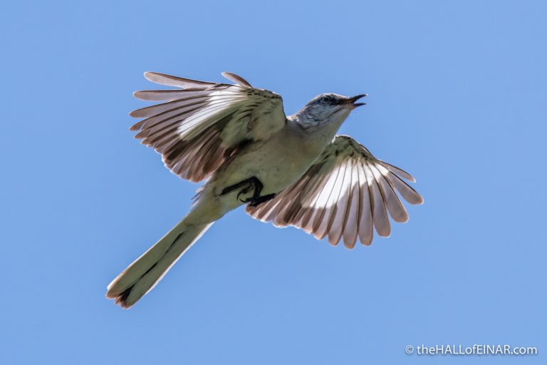 Catbird v Cowbird – David at the HALL of EINAR