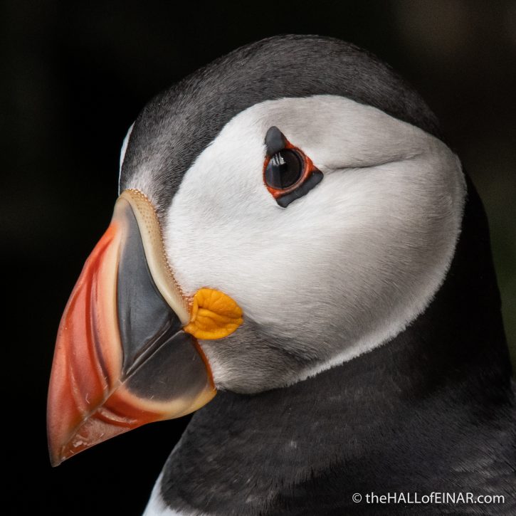 Posing for Puffin Portraits – David at the HALL of EINAR