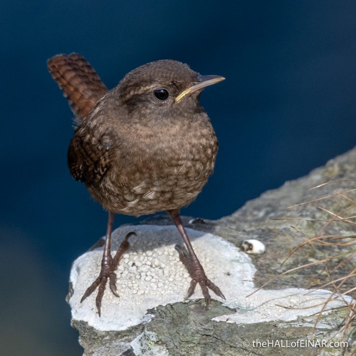 Wren on the coast – David at the HALL of EINAR