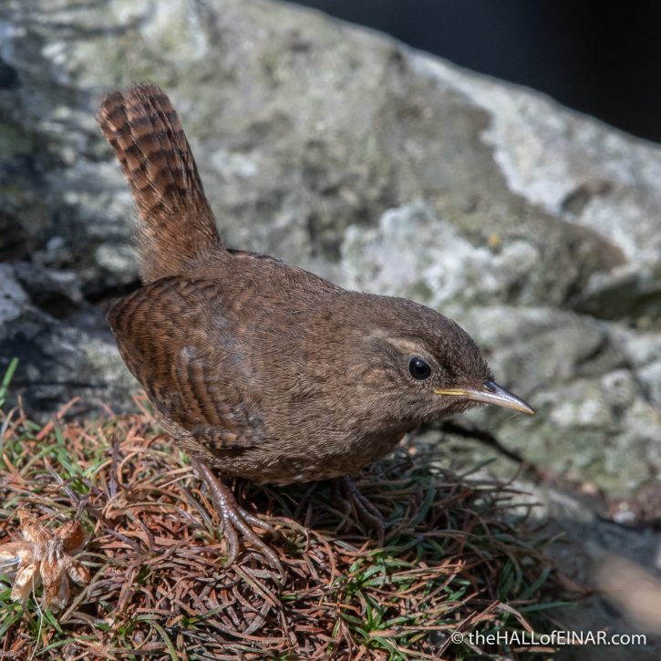 Wren on the coast – David at the HALL of EINAR