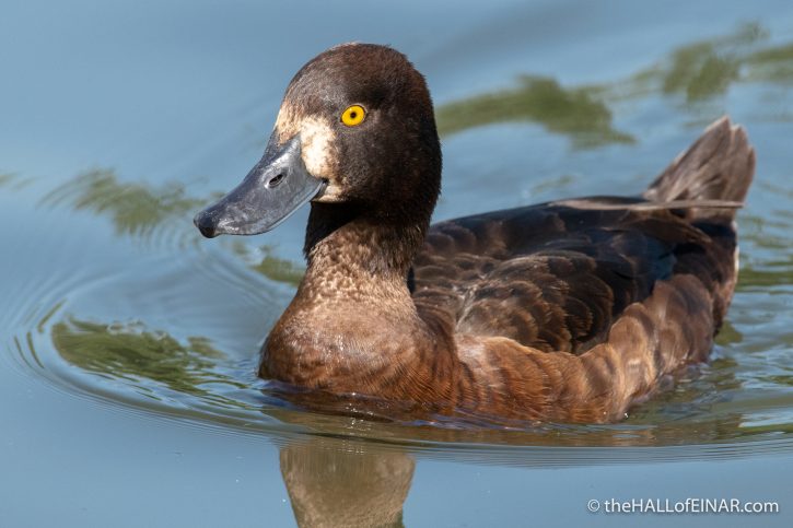 The reason ducks have such brilliant eyes – David at the HALL of EINAR