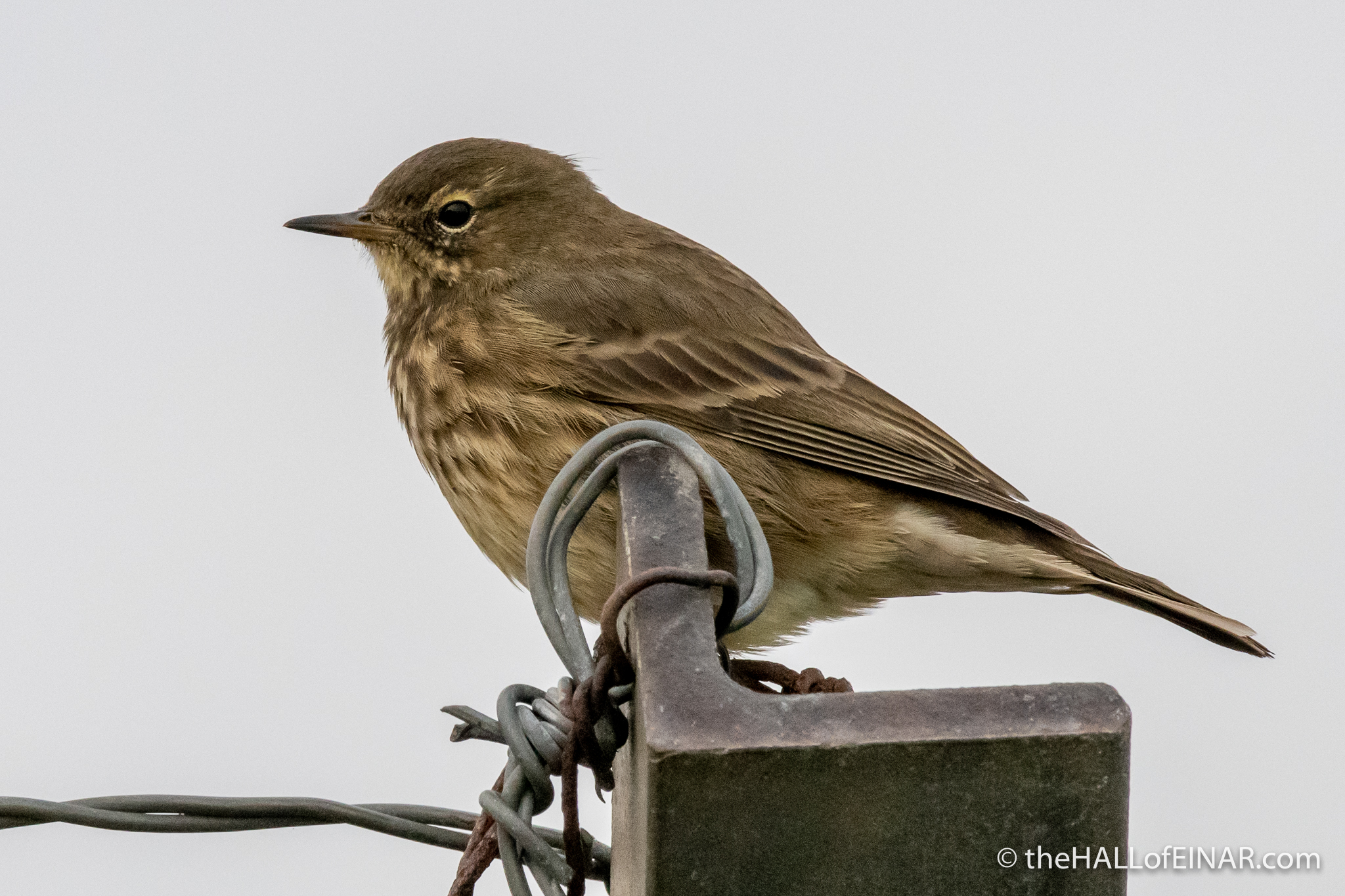 Birds at the Peedie Sea – The Hall of Einar – photograph (c) David ...