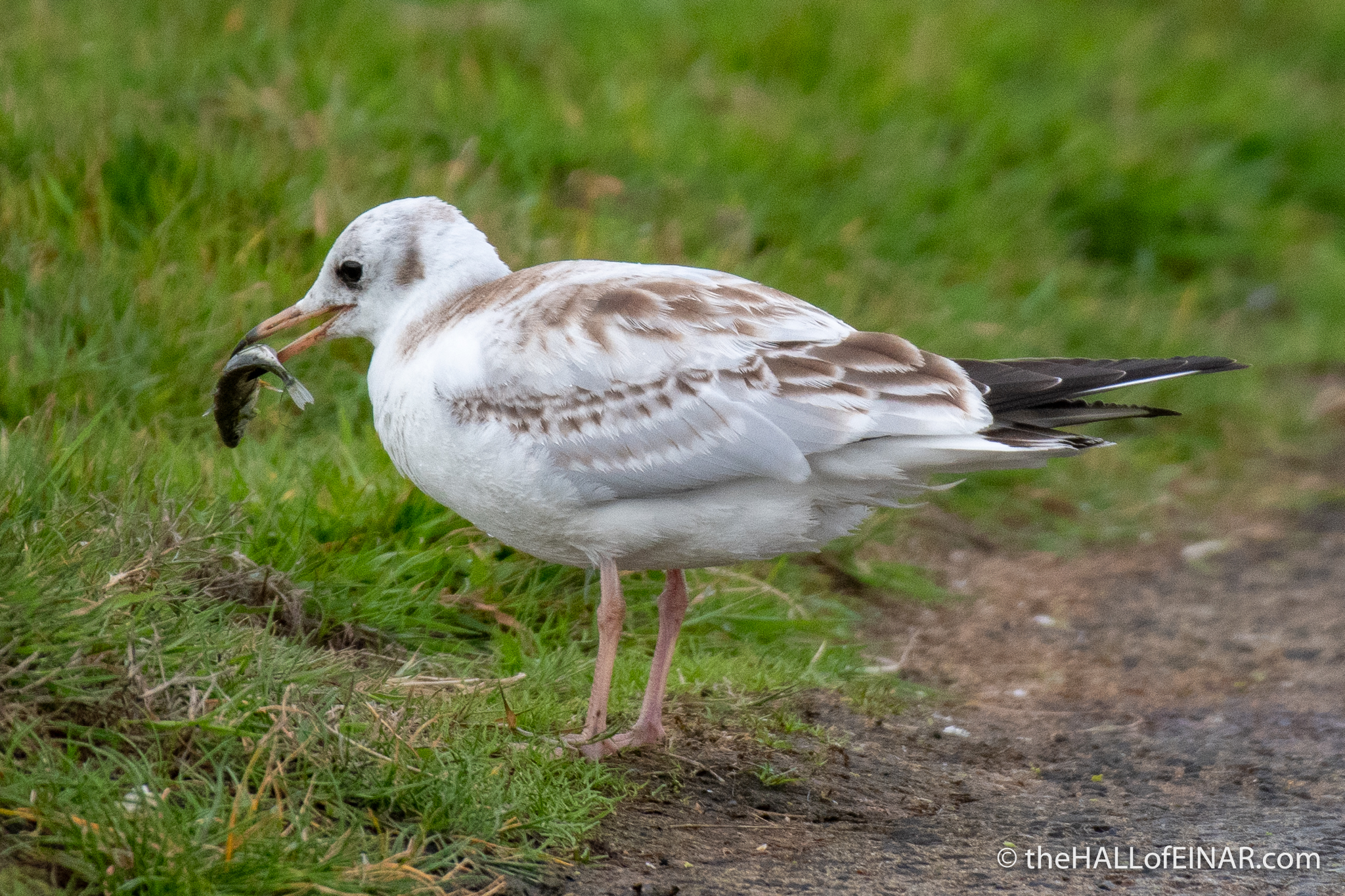 Birds at the Peedie Sea – The Hall of Einar – photograph (c) David ...