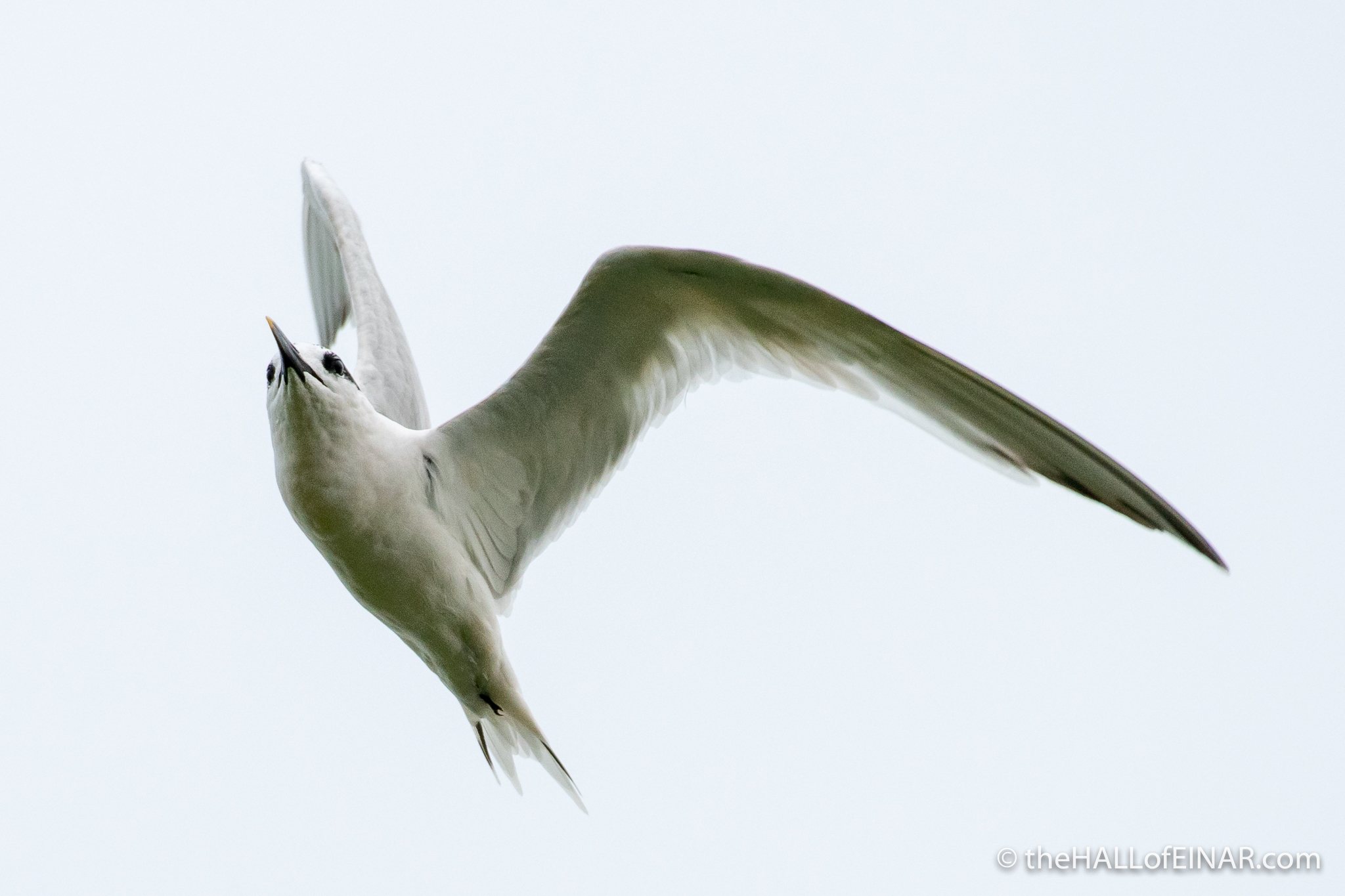 Birds at the Peedie Sea – The Hall of Einar – photograph (c) David ...