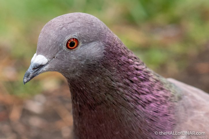 Purple Pigeon – David at the HALL of EINAR