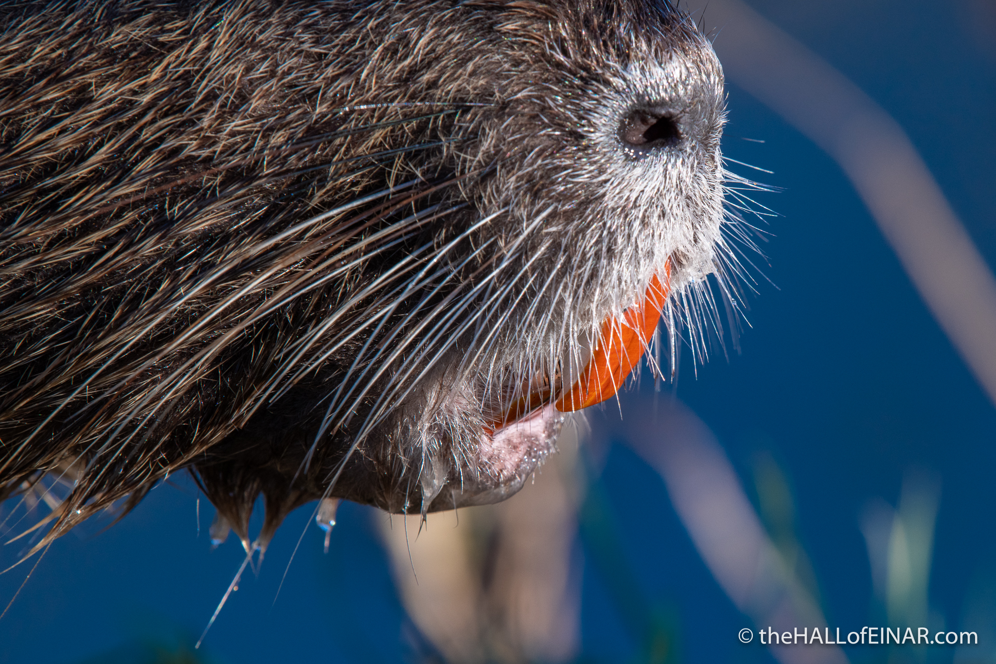 Orange-toothed Swamp Beavers – David at the HALL of EINAR