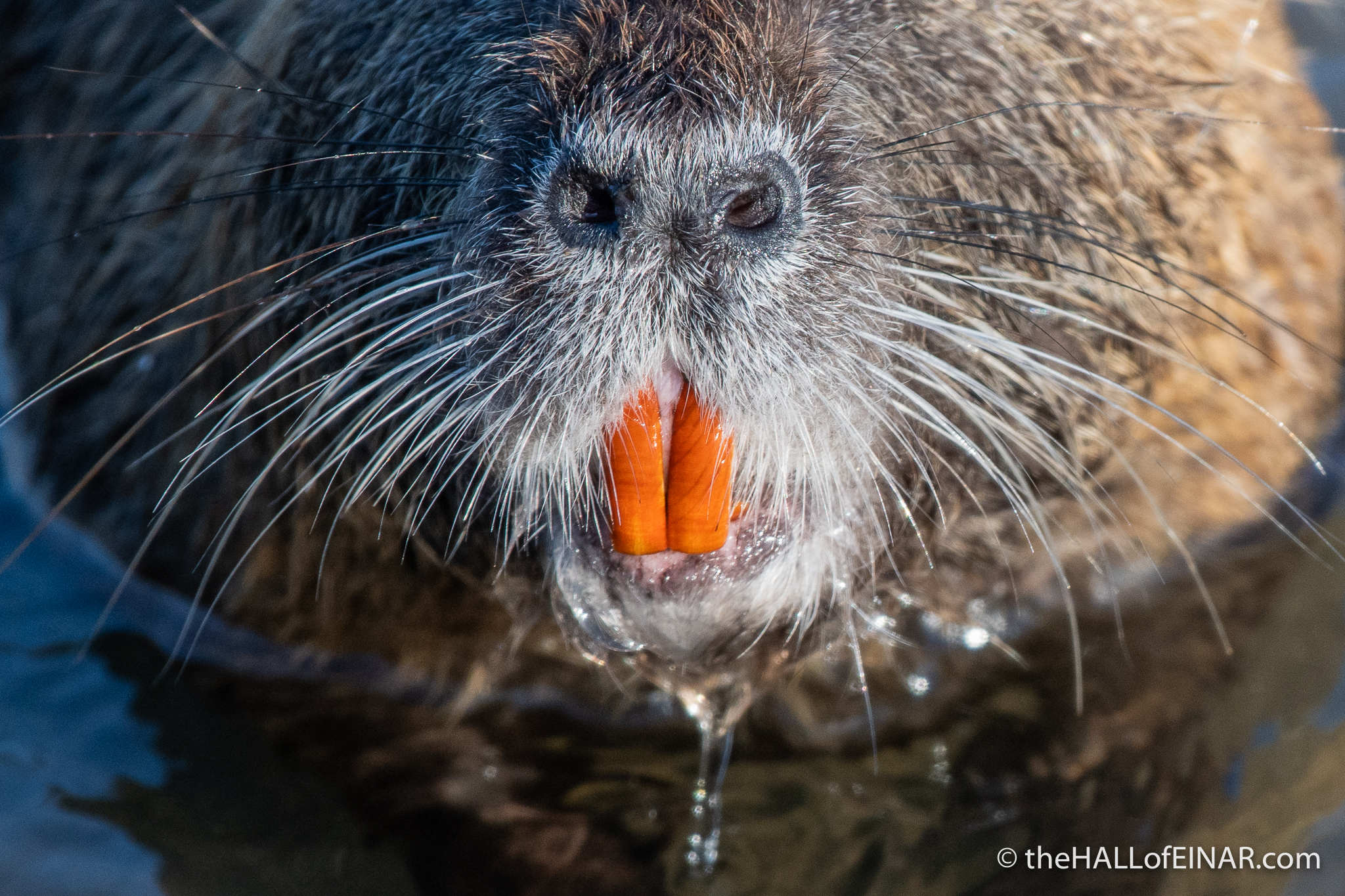 Orange-toothed Swamp Beavers – David at the HALL of EINAR