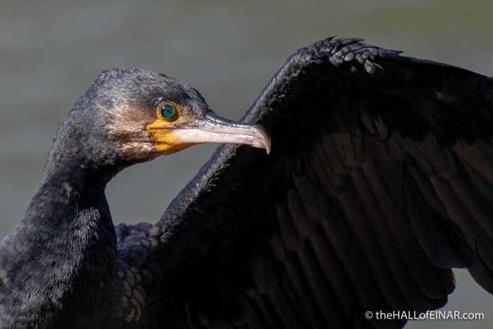 The Sea Ravens of Rome – David at the HALL of EINAR