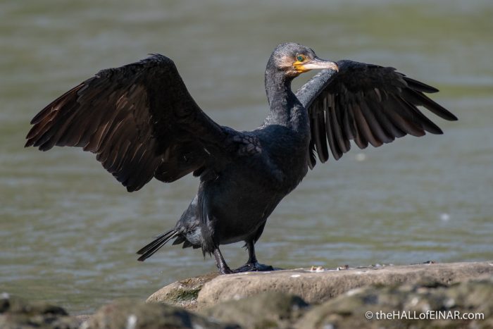 The Sea Ravens of Rome – David at the HALL of EINAR